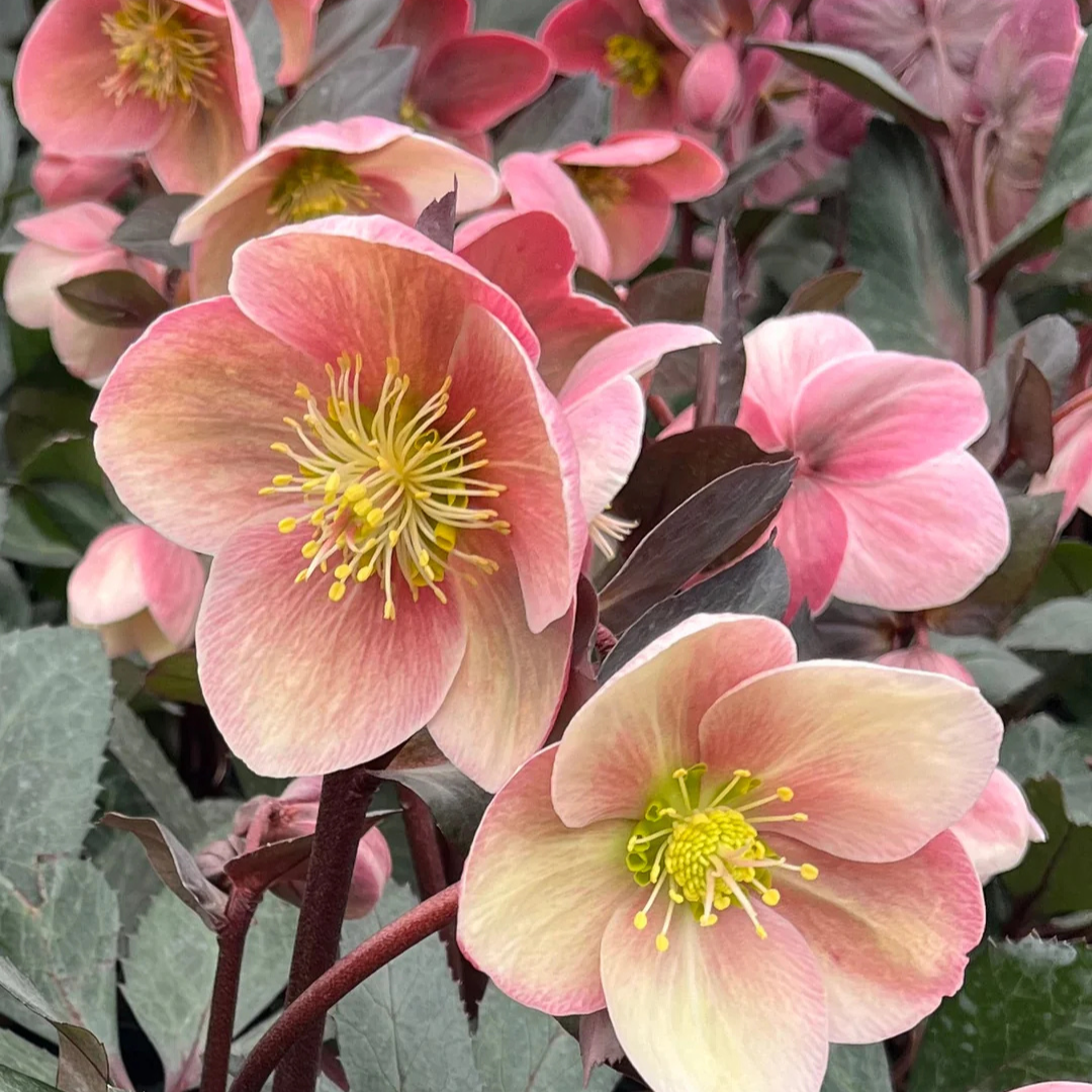 Helleborus Pink Frost