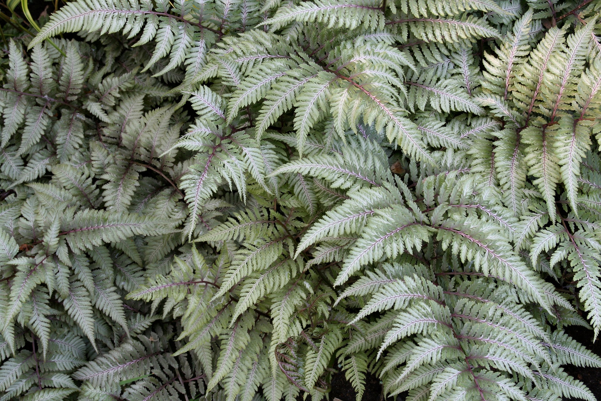 Ferns – Black Sheep Perennials