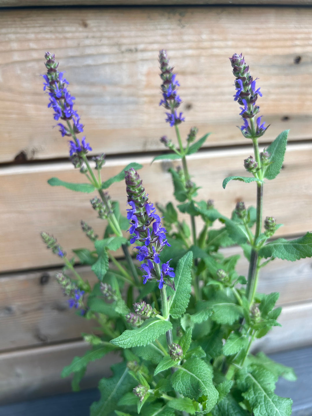 Buy Salvia 'Noche' | Unrivaled Perennials – Black Sheep Perennials