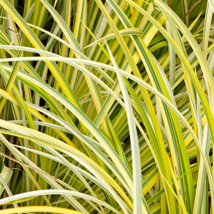 Acorus 'Oborosuki' | Hardy Ornamental Grass | Ontario Grown & Delivered ...