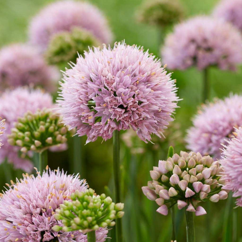 Allium senescens store
