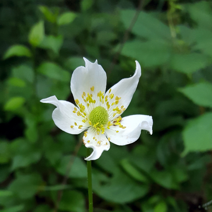 Native Anemone virginiana | Ontario Grown & Delivered – Black Sheep ...