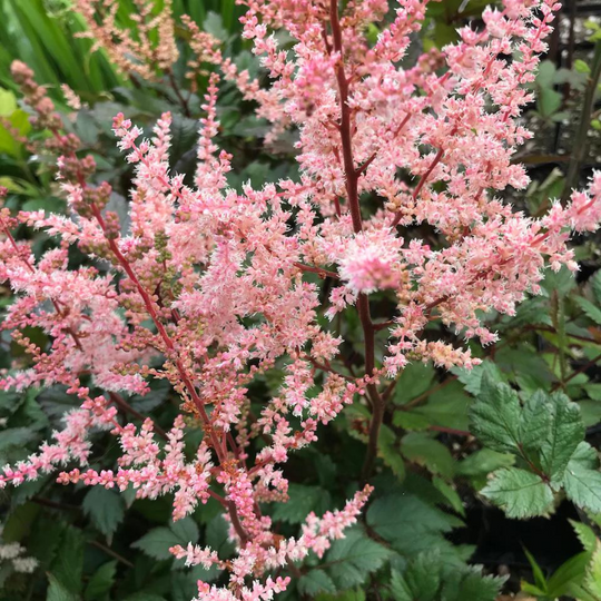 Grown to Inspire | Astilbe 'Spotlight' | Ontario Grown & Delivered ...