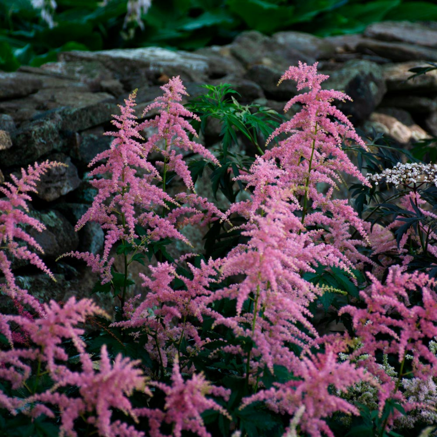 Grown to Inspire | Astilbe 'Bressingham Beauty' | Ontario Grown ...