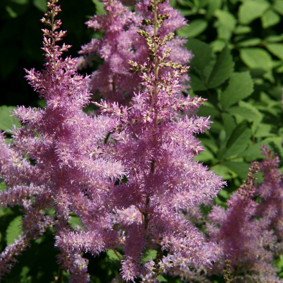 Buy Astilbe 'Amethyst' | Unrivaled Perennials – Black Sheep Perennials