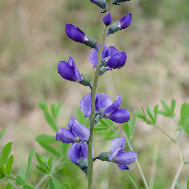 Baptisia 'Australis' | Native Blue False Indigo | Ontario Grown – Black ...