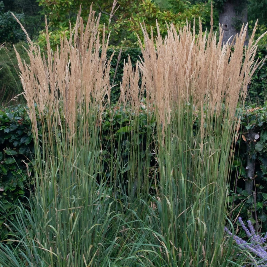 Calamagrostis 'Karl Foerster' | Hardy Grass | Ontario Grown & Delivered ...