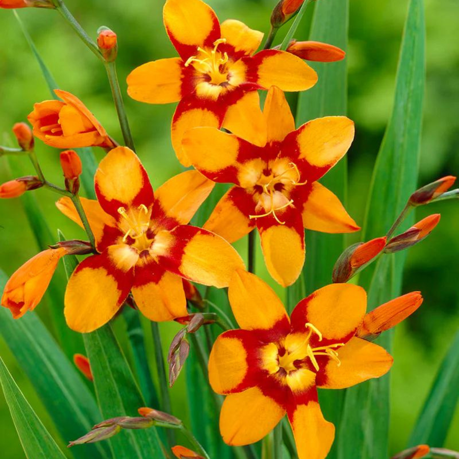 Crocosmia 'Emily McKenzie' | Locally Grown Beauty | Rooted in ...