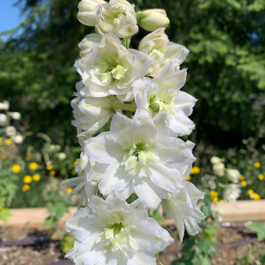 Buy Delphinium 'Double Innocence' | Unrivaled Perennials – Black Sheep ...