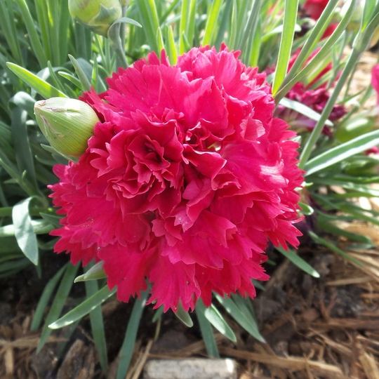 Grown to Inspire | Dianthus 'Cranberry Cocktail' | Ontario Grown ...
