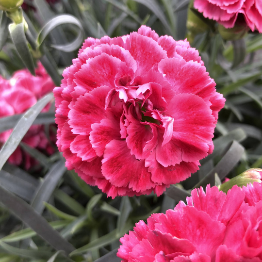 Shop Dianthus 'Raspberry Ruffles' | Ontario Grown | Trusted by ...