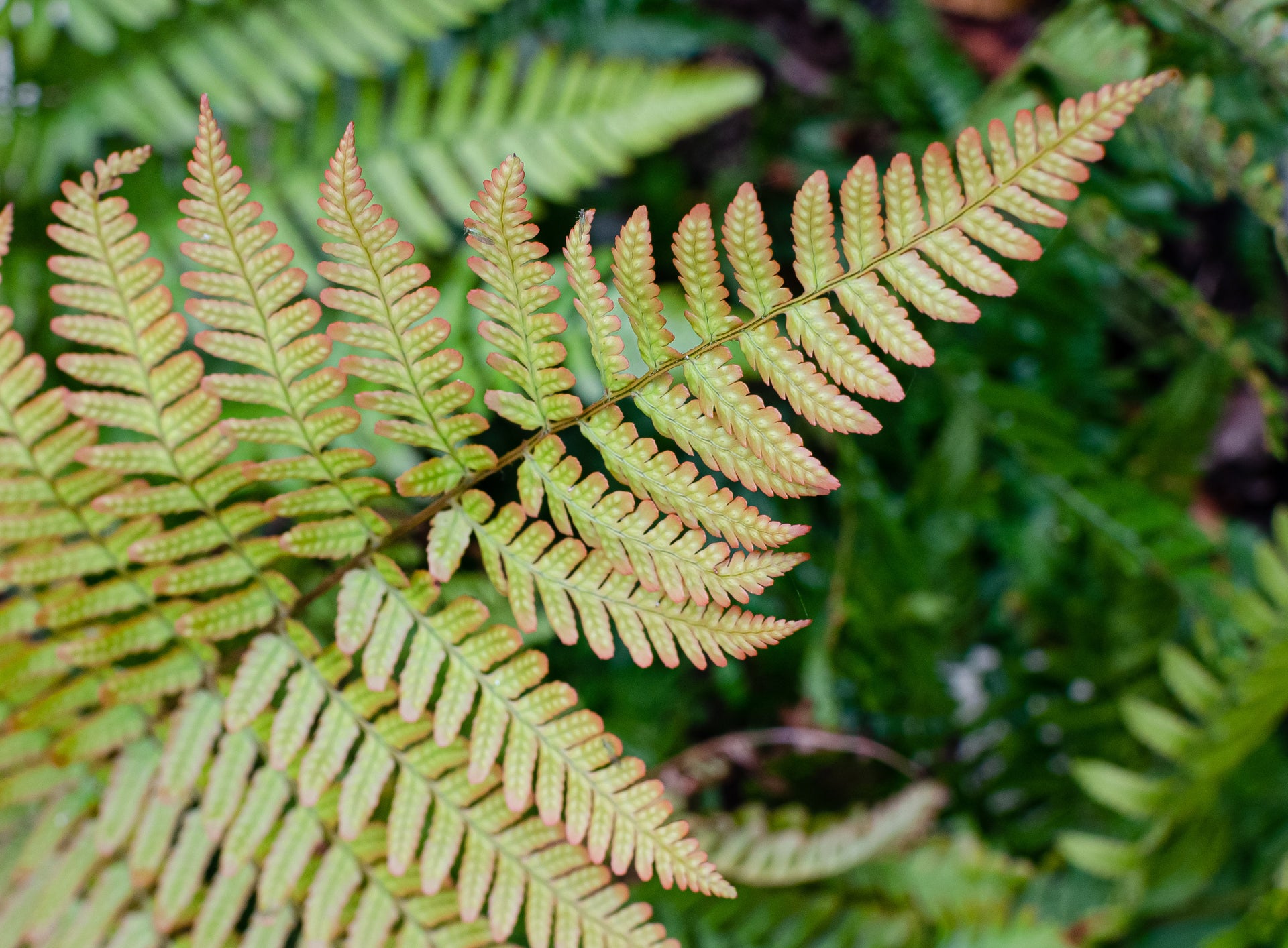 Montreal's Urban Jungle: Revolutionary Plant Delivery – Black Sheep ...