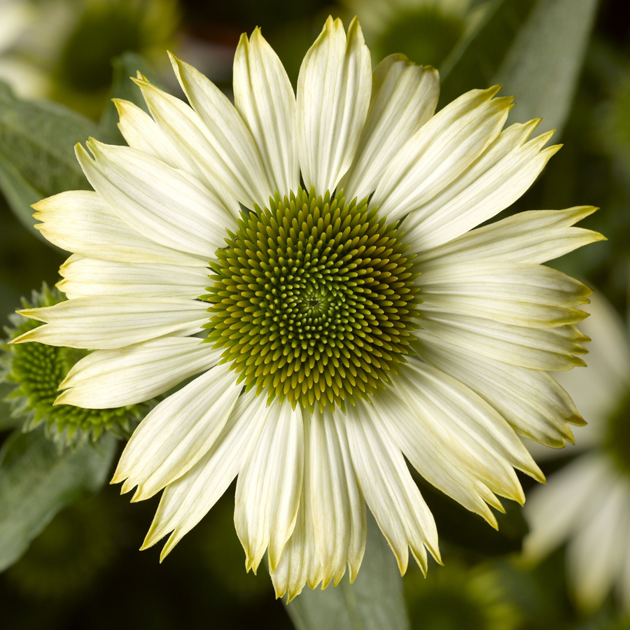 Buy Echinacea 'Prairie Splendor Compact White' | Unrivaled Perennials ...