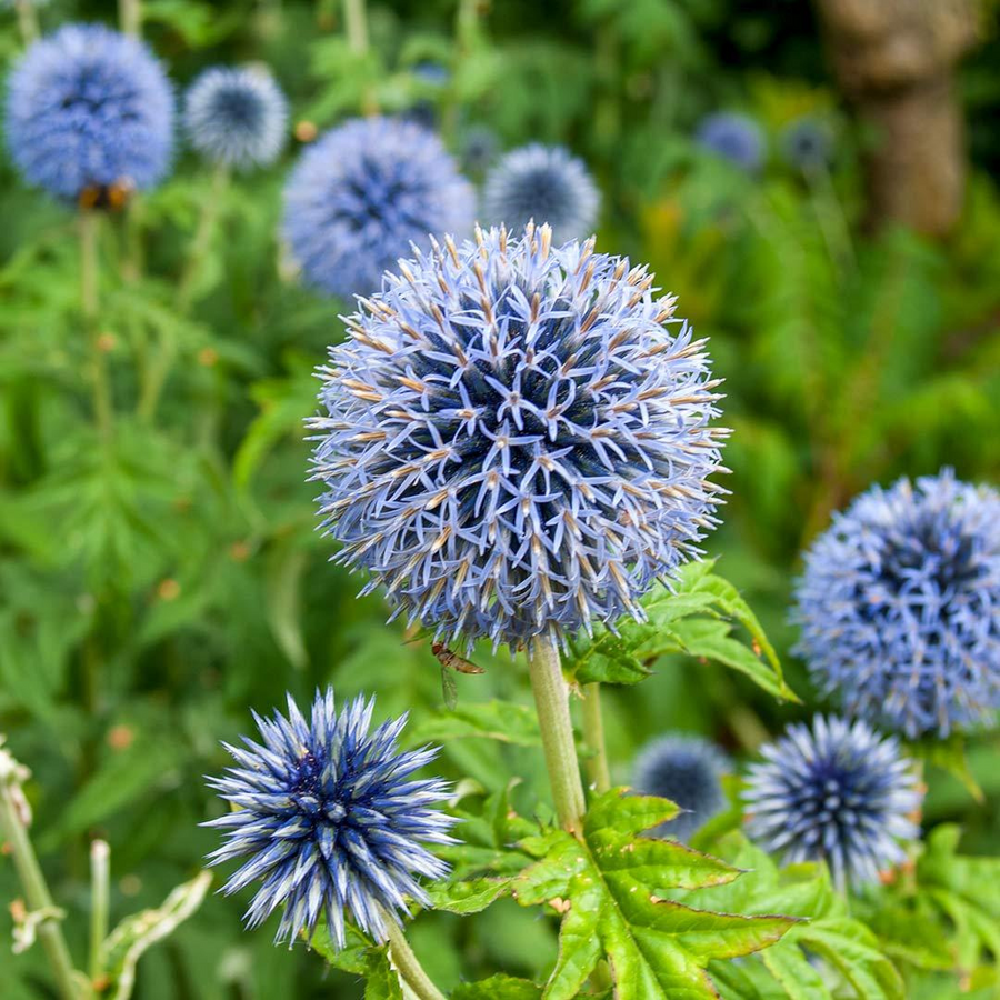Grown to Inspire | Echinops 'Blue Glow' | Ontario Grown & Delivered ...