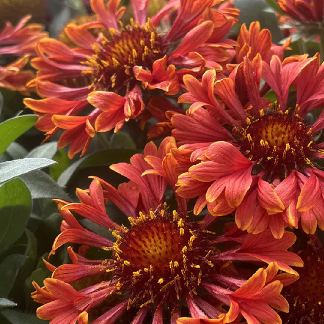 Gaillardia 'Spintop Mariachi Red Sky' – Black Sheep Perennials