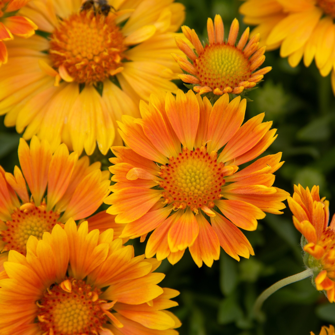 Shop Gaillardia 'Spintop Mango' | Ontario Grown | Trusted by Gardeners ...