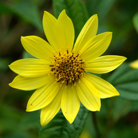Helianthus 'Lemon Queen' | Native Perennial | Ontario Grown & Delivered ...