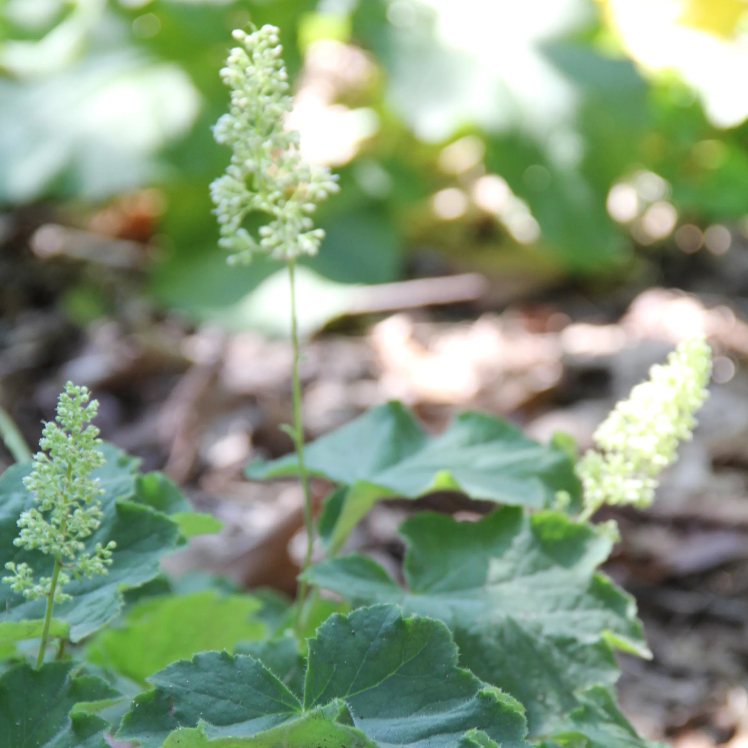 Grown to Inspire | Heuchera 'Autumn Bride' | Ontario Grown & Locally ...