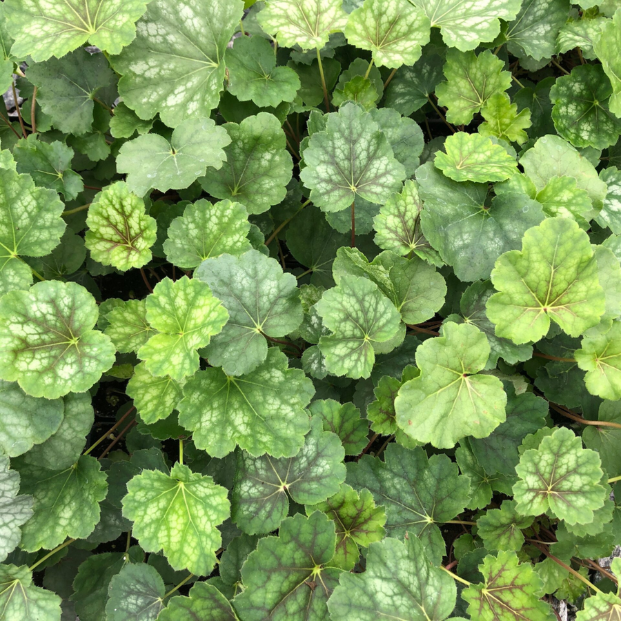 Heuchera americana | Native Perennial | Ontario Grown & Delivered ...