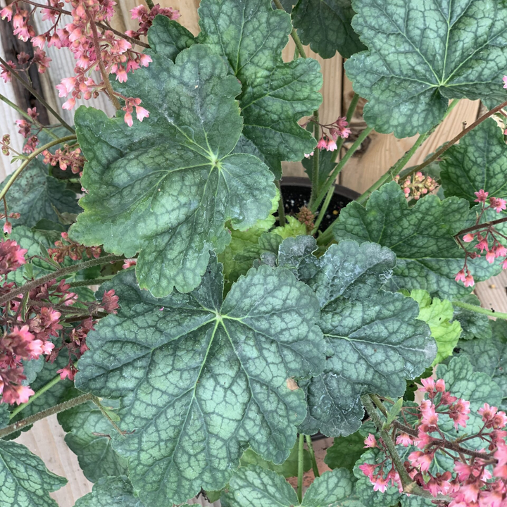 Buy Now | Heuchera 'Berry Timeless' | Ontario Grown | Local Delivery ...