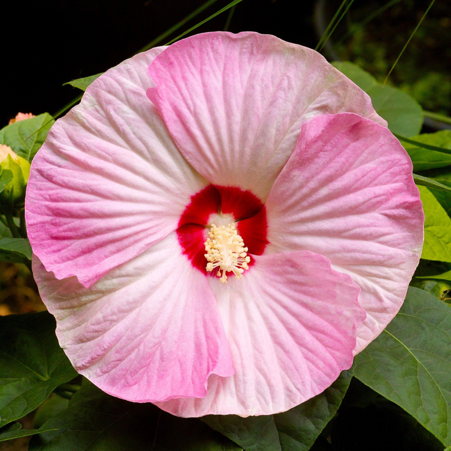Shop Hibiscus 'Luna Pink Swirl' | Locally Grown| Trusted by Gardeners ...