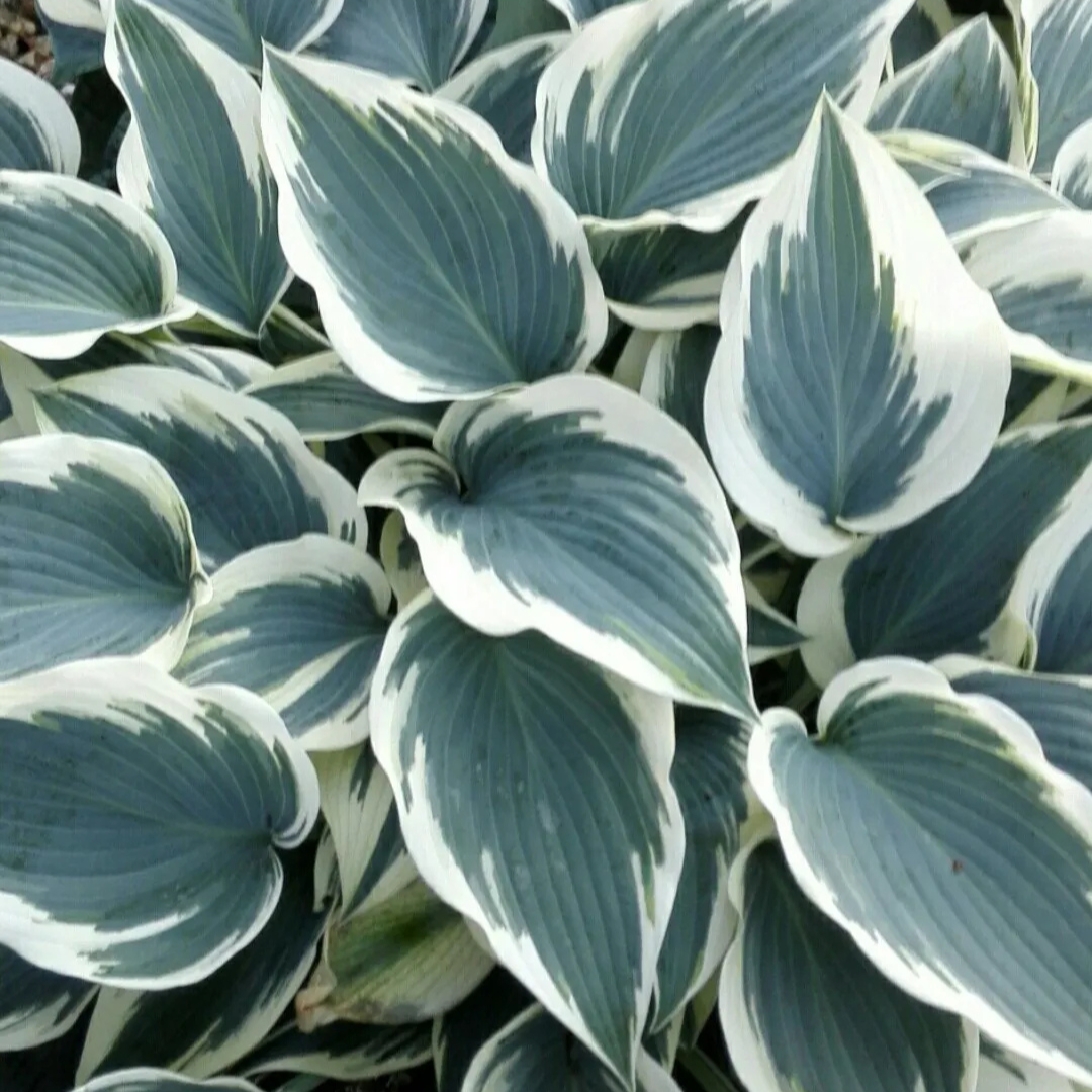 Hosta 'Blue Ivory' – Black Sheep Perennials
