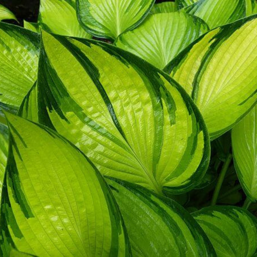 Hosta 'June Fever' – Black Sheep Perennials