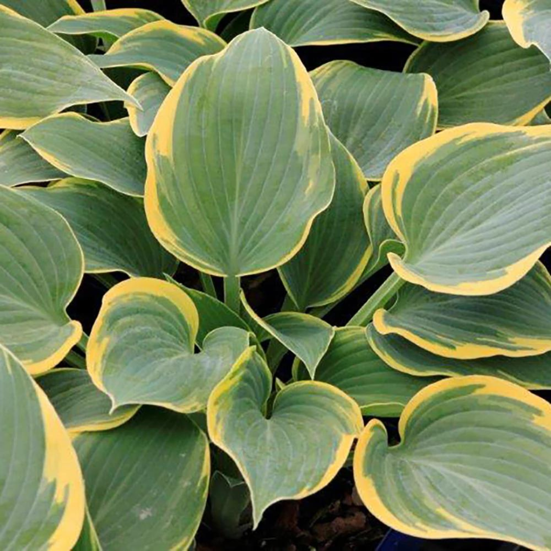 Hosta 'First Frost' | Locally Grown| Rooted in Excellence – Black Sheep ...