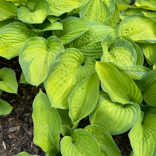 Buy Hosta 'Gold Standard' | Unrivaled Perennials – Black Sheep Perennials