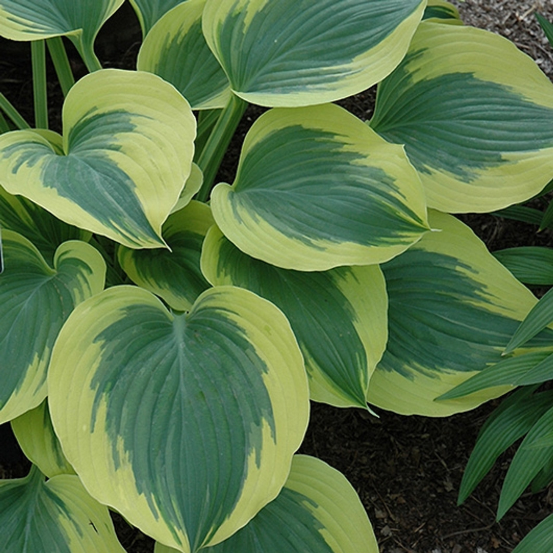 Hosta 'Liberty' | Ontario Grown Hosta | Rooted in Excellence – Black ...