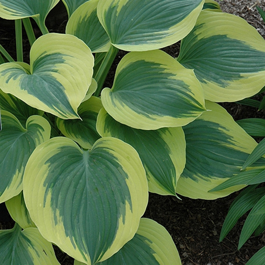 Hosta 'Liberty' | Ontario Grown Hosta | Rooted in Excellence – Black ...