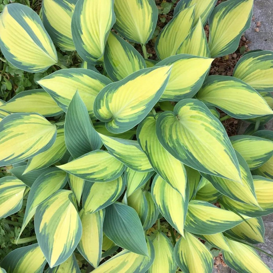 Buy Hosta 'Magic Island' | Unrivaled Perennials – Black Sheep Perennials