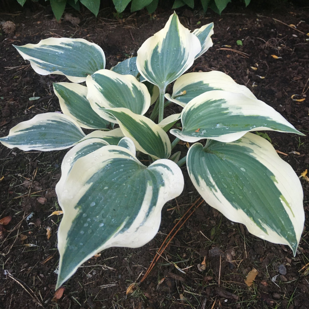 Shop Hosta 'Pilgrim' | Ontario Grown Hosta | Trusted by Gardeners ...