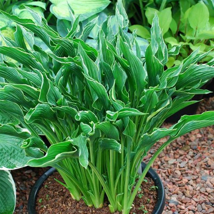 Grown to Inspire | Hosta 'Praying Hands' | Ontario Grown & Delivered ...