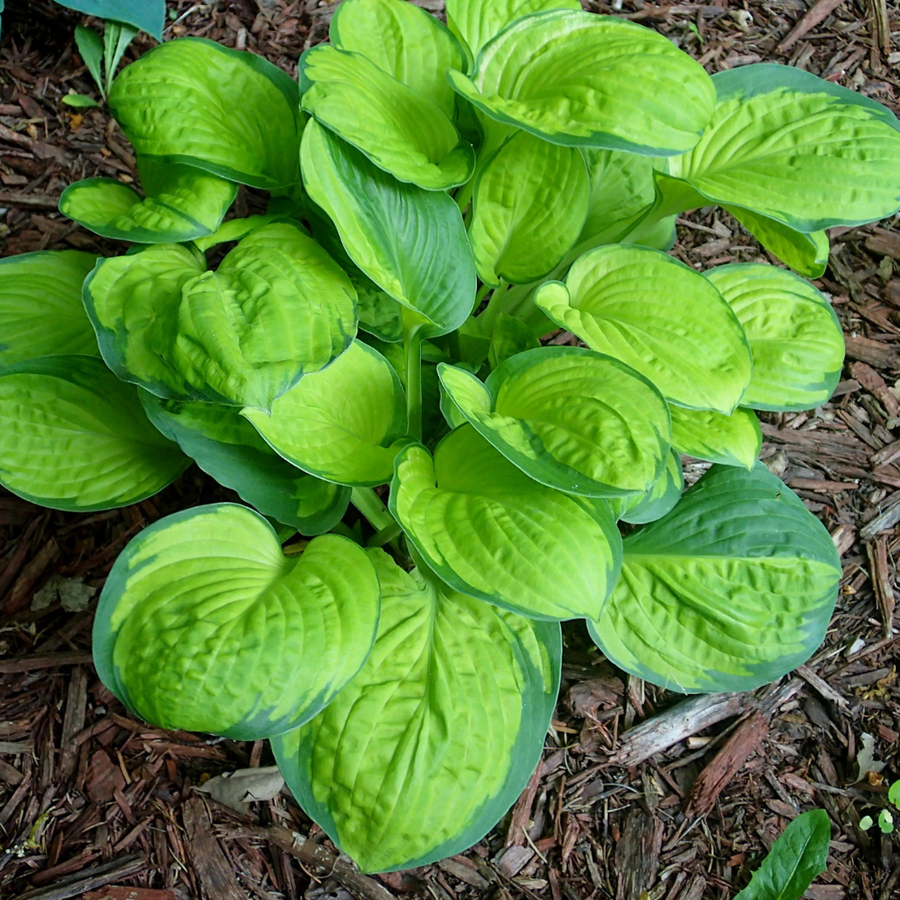 Buy Hosta 'Rainforest Sunrise' | Unrivaled Perennials – Black Sheep ...