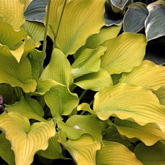 Buy Hosta 'Sun Power' | Unrivaled Perennials – Black Sheep Perennials