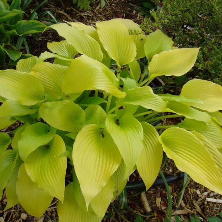 Buy Hosta 'Sunny Halcyon' | Unrivaled Perennials – Black Sheep Perennials