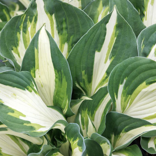 Buy Now | Hosta 'Vulcan' | Ontario Grown | Local Delivery – Black Sheep ...