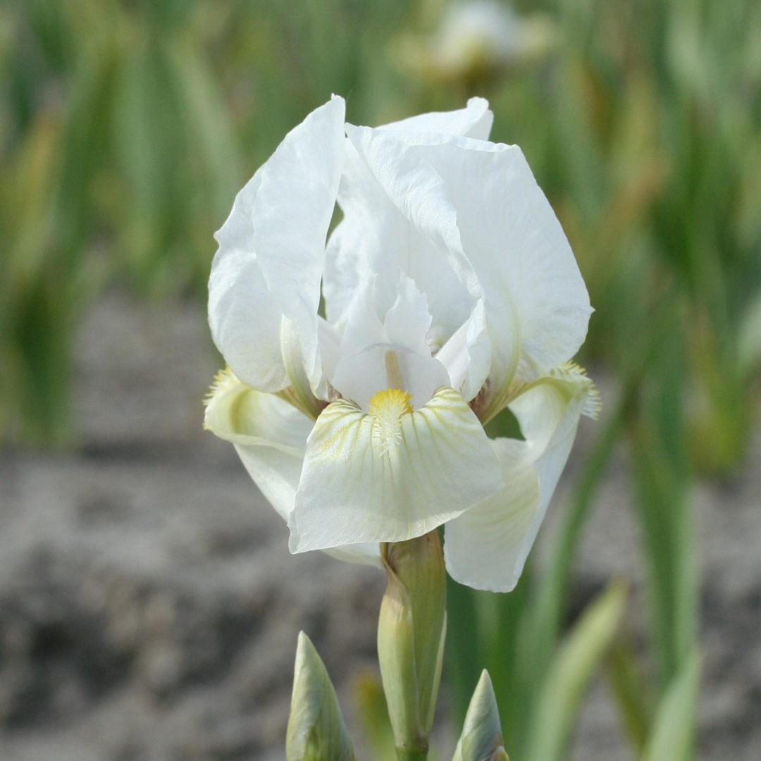 Iris 'Dream Stuff' – Black Sheep Perennials