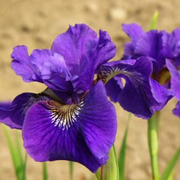 Iris 'Ruffled Velvet' | Ontario Grown Iris | Rooted in Excellence ...