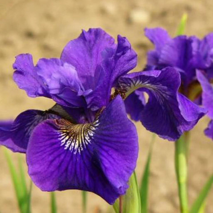 Buy Iris siberica 'Ruffled Velvet' | Unrivaled Perennials – Black Sheep ...