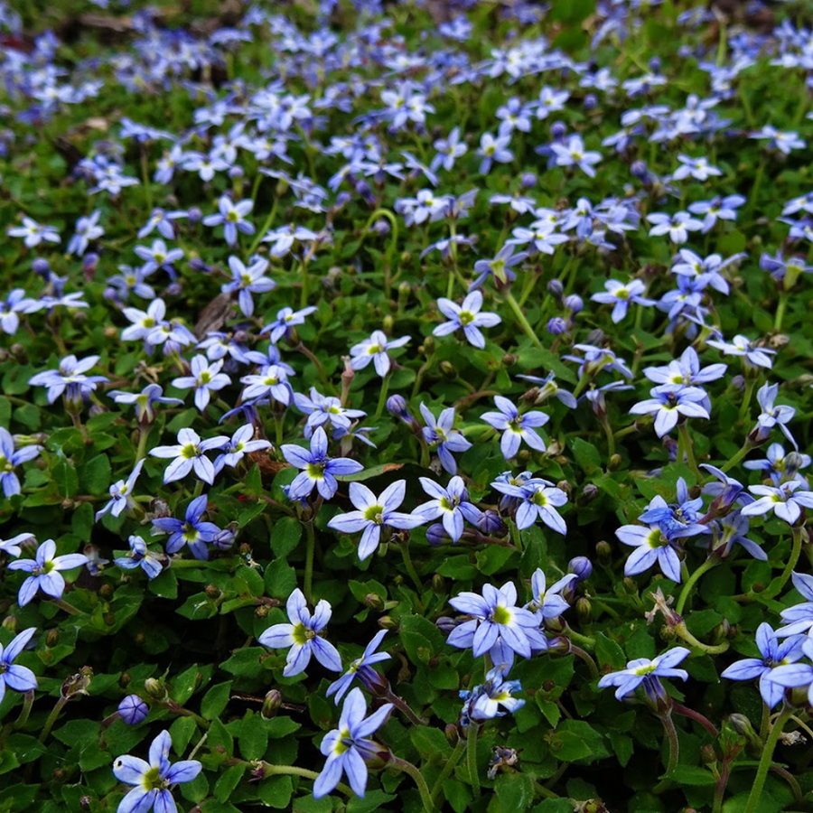 Buy Isotoma fluviatilis | Unrivaled Perennials – Black Sheep Perennials
