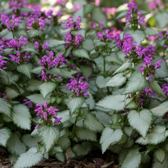 Lamium 'Beacon Silver' | Hardy Groundcover | Ontario Grown & Delivered ...