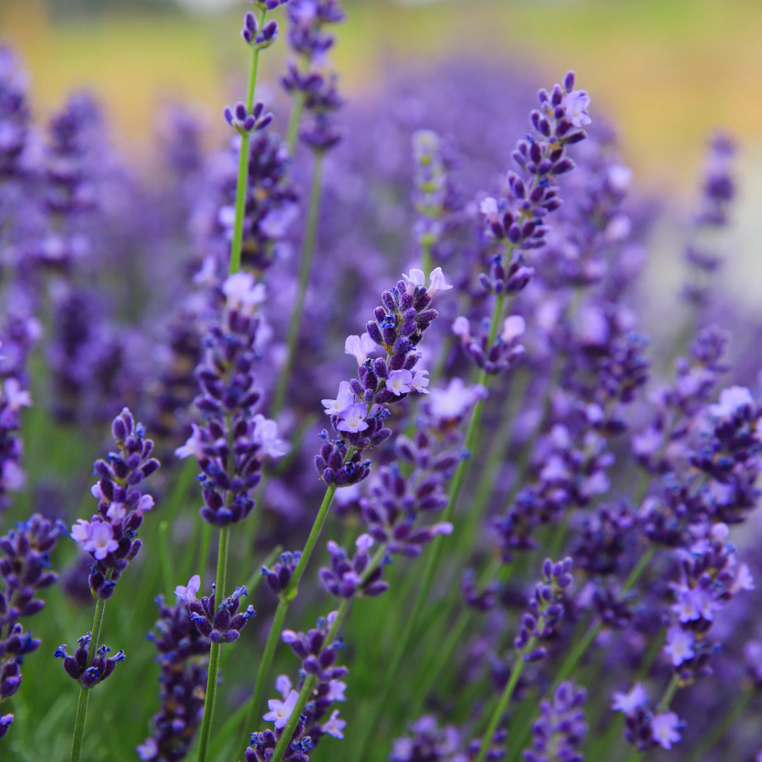 Lavandula 'Ellagance Purple' – Black Sheep Perennials