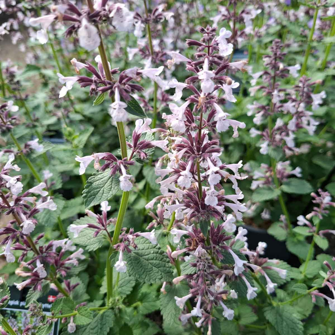 Nepeta 'Whispurr Pink' – Black Sheep Perennials