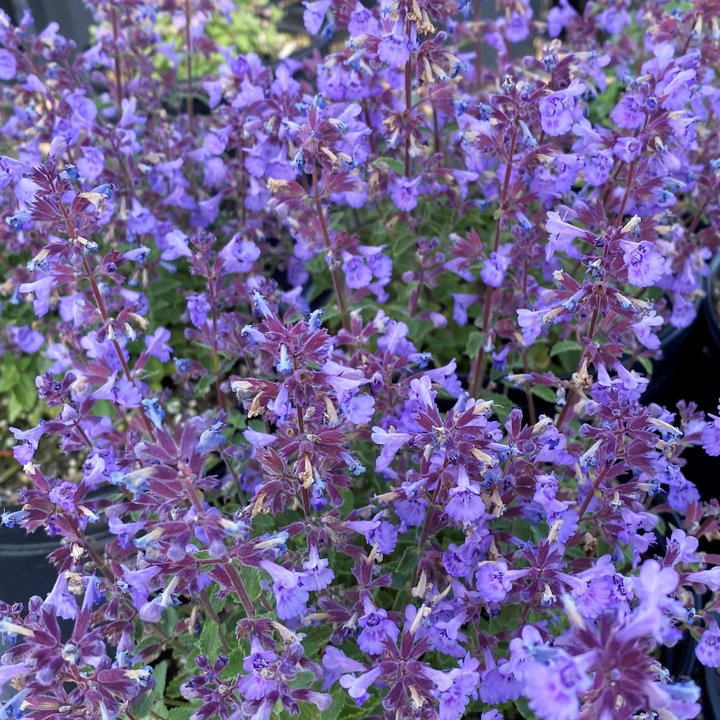Shop Nepeta 'Junior Walker' | Locally Grown| Trusted by Gardeners ...