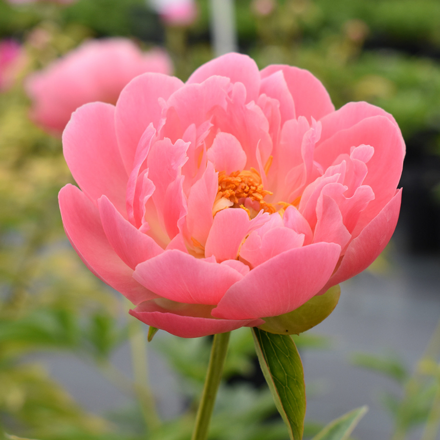 Paeonia 'Pink Hawaiian Coral' | Locally Grown Beauty | Rooted in ...