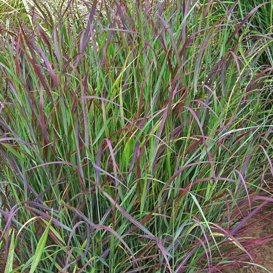 Panicum 'Cheyenne Sky' – Black Sheep Perennials