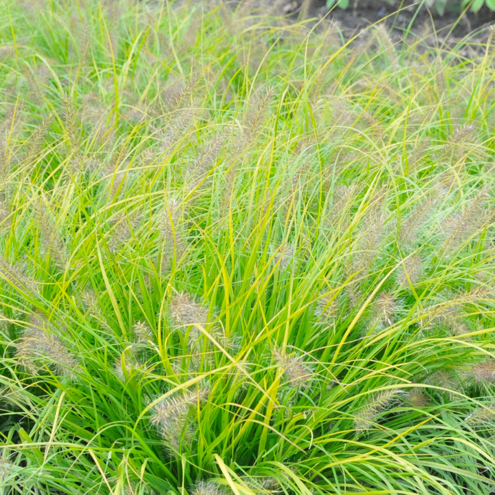 Grown to Inspire | Pennisetum 'Lumen Gold' | Ontario Grown & Delivered ...