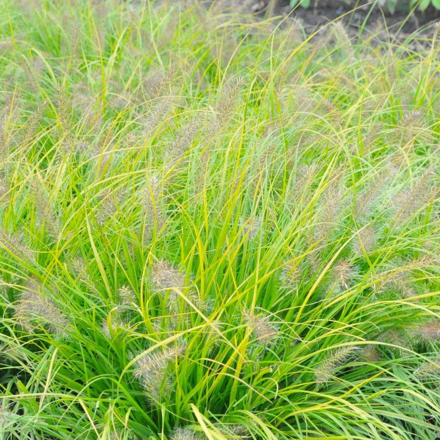 Grown to Inspire | Pennisetum 'Lumen Gold' | Ontario Grown & Delivered ...
